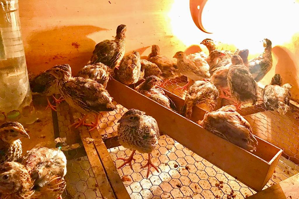 Personas privadas de libertad de Tacumbú culminan curso de crianza de ...